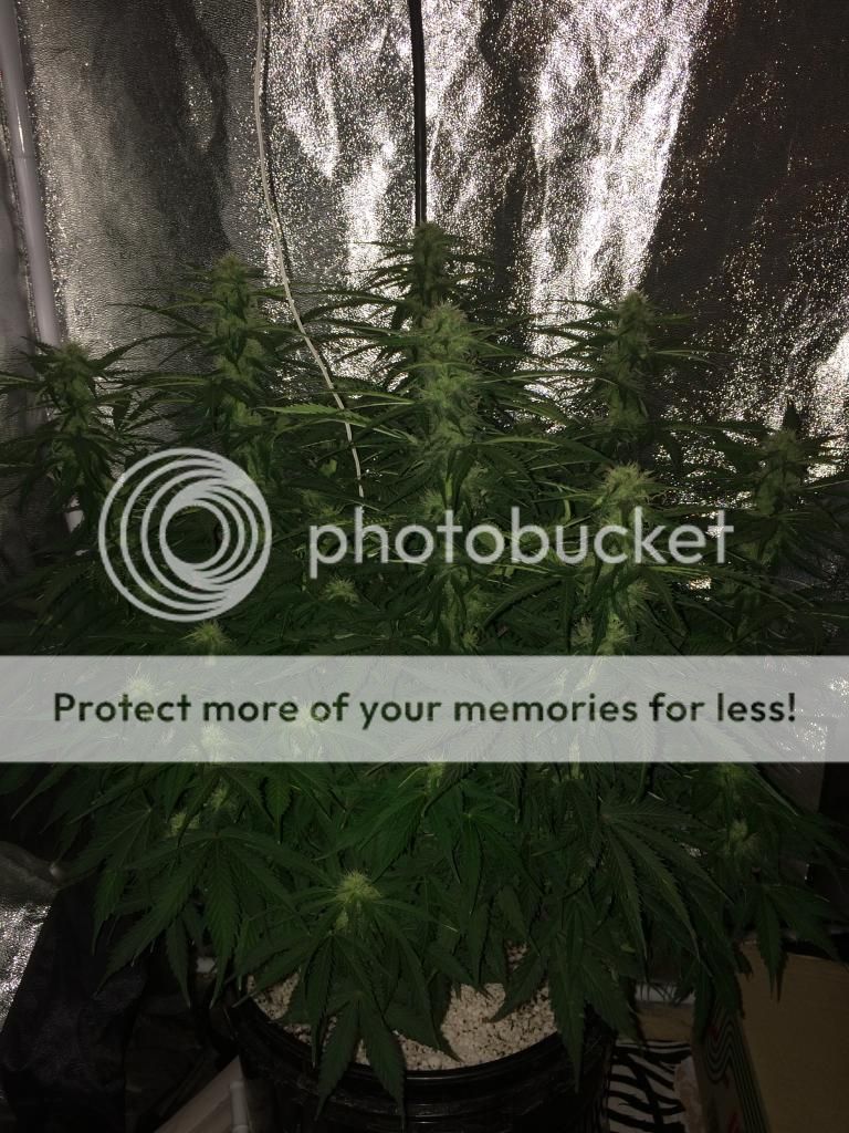 800 Watt AutoMazar HEMPY Bucket ScROG | Page 3 | Rollitup