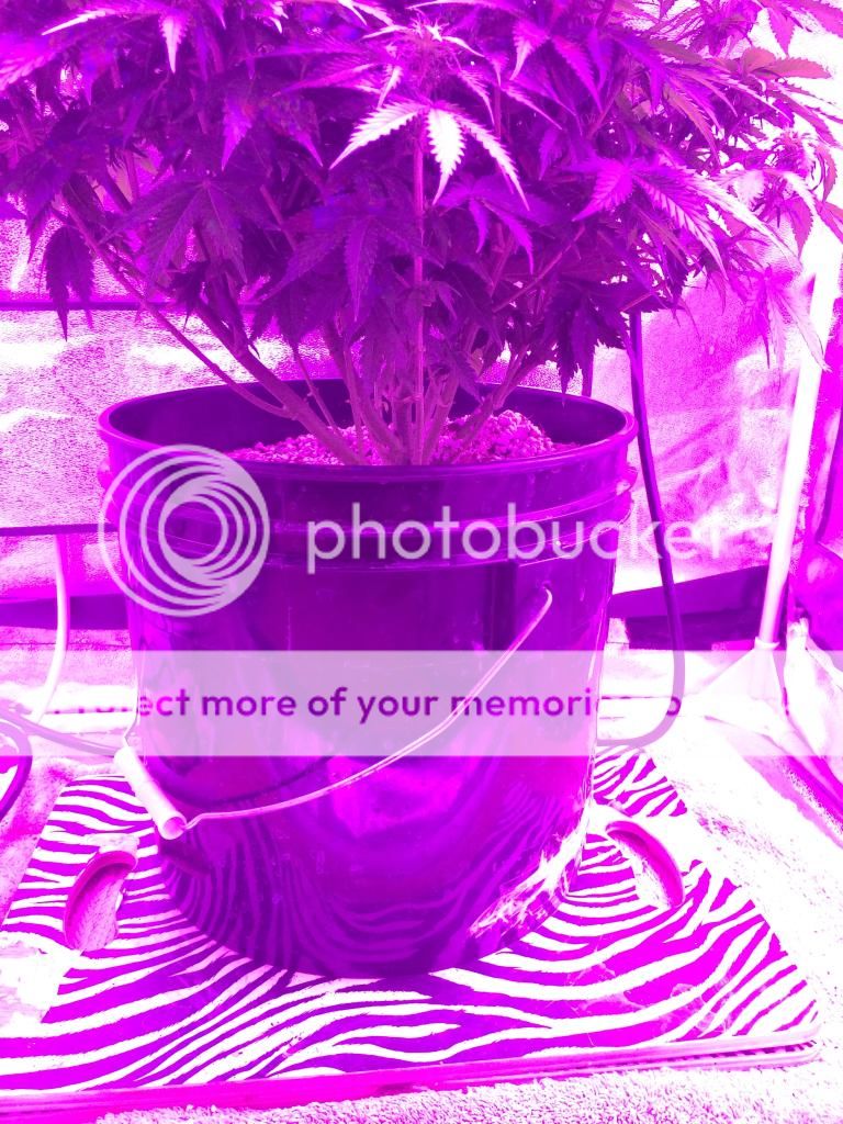 800 Watt AutoMazar HEMPY Bucket ScROG | Page 3 | Rollitup