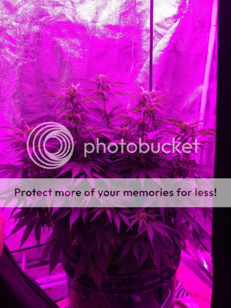 800 Watt AutoMazar HEMPY Bucket ScROG | Page 3 | Rollitup