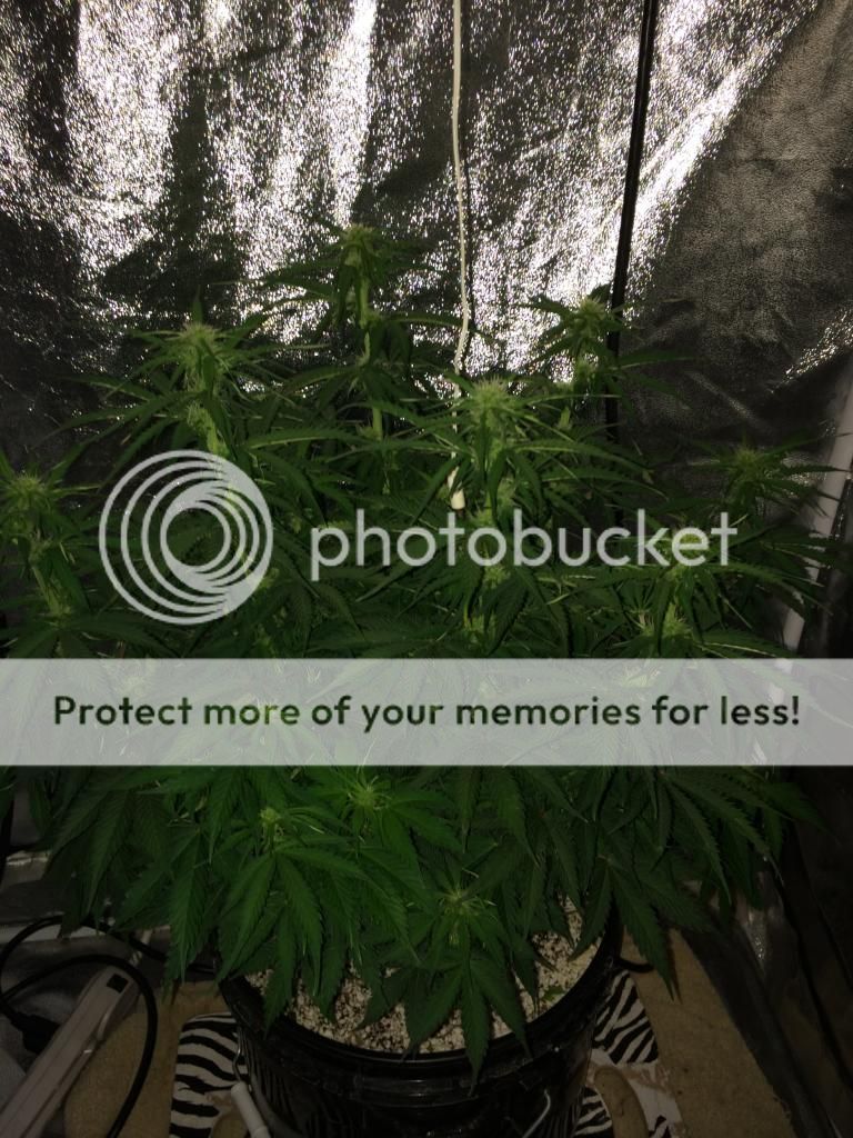 800 Watt AutoMazar HEMPY Bucket ScROG | Page 3 | Rollitup