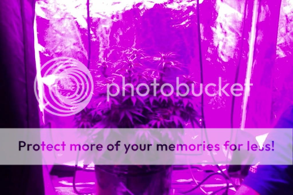 800 Watt AutoMazar HEMPY Bucket ScROG | Page 3 | Rollitup