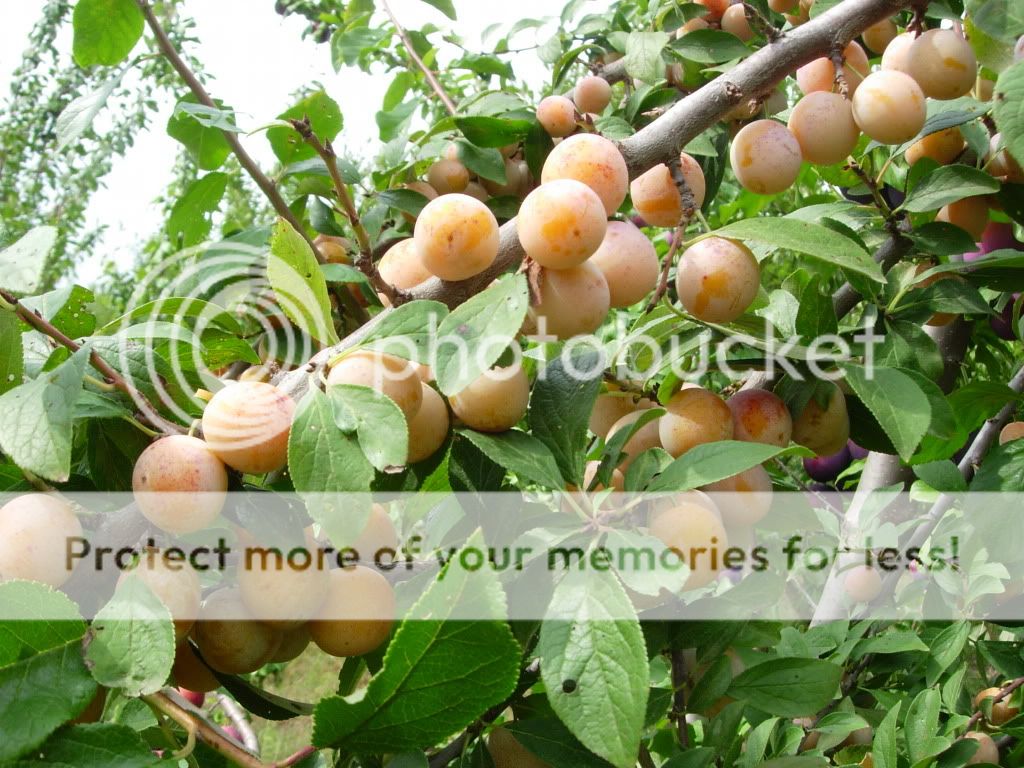 Susino Selvatico Photo by iretama | Photobucket