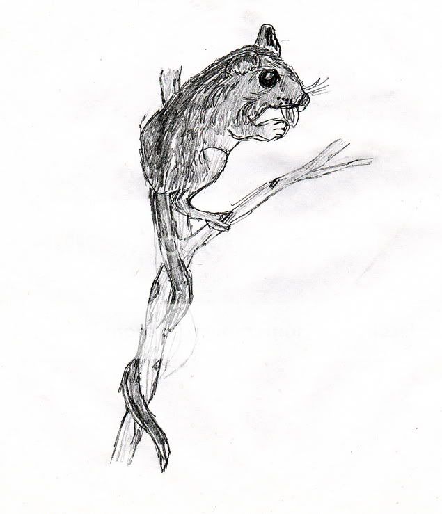 Dormouse Drawing Pictures, Images & Photos | Photobucket